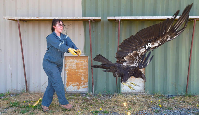 Yurok Tribe: California condor flies into Oregon in 100+ year first