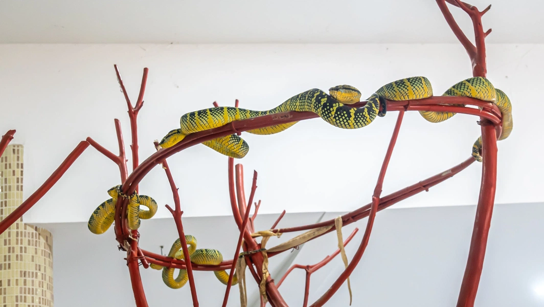 8 snake bites medicine can’t cure