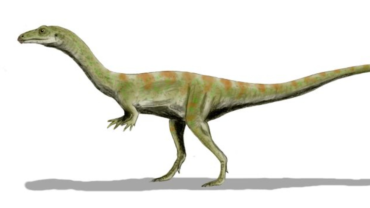 A bizarre new fossil crocodile relati...