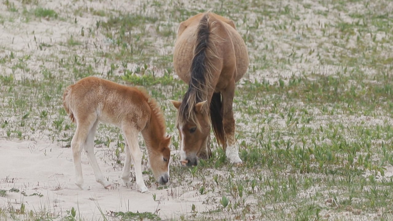 Foaling season arrives at Sable Island