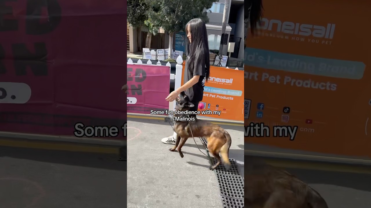 Advanced obedience training with my Belgian Malinois