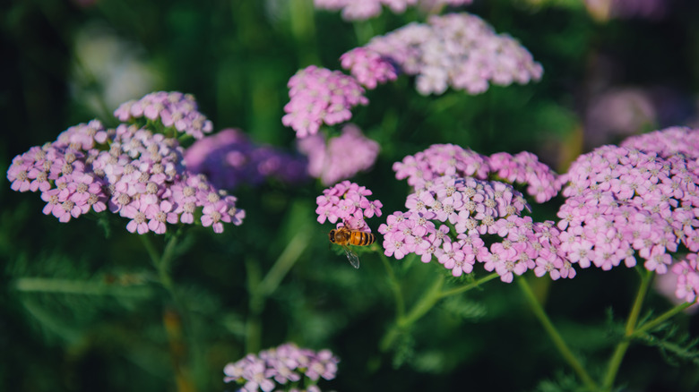 9 easy to grow garden fillers to complement a cut flower garden