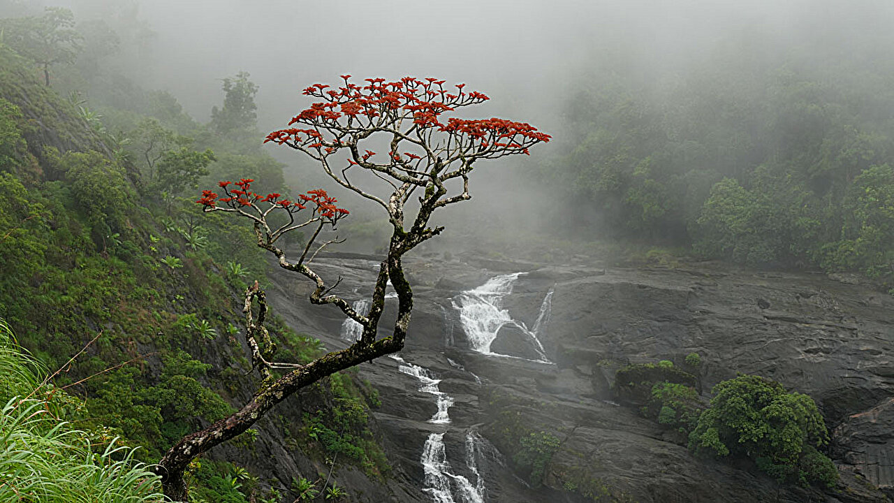 Atlantic 'cold blob' may be reshaping Indian monsoon, steering rain ...