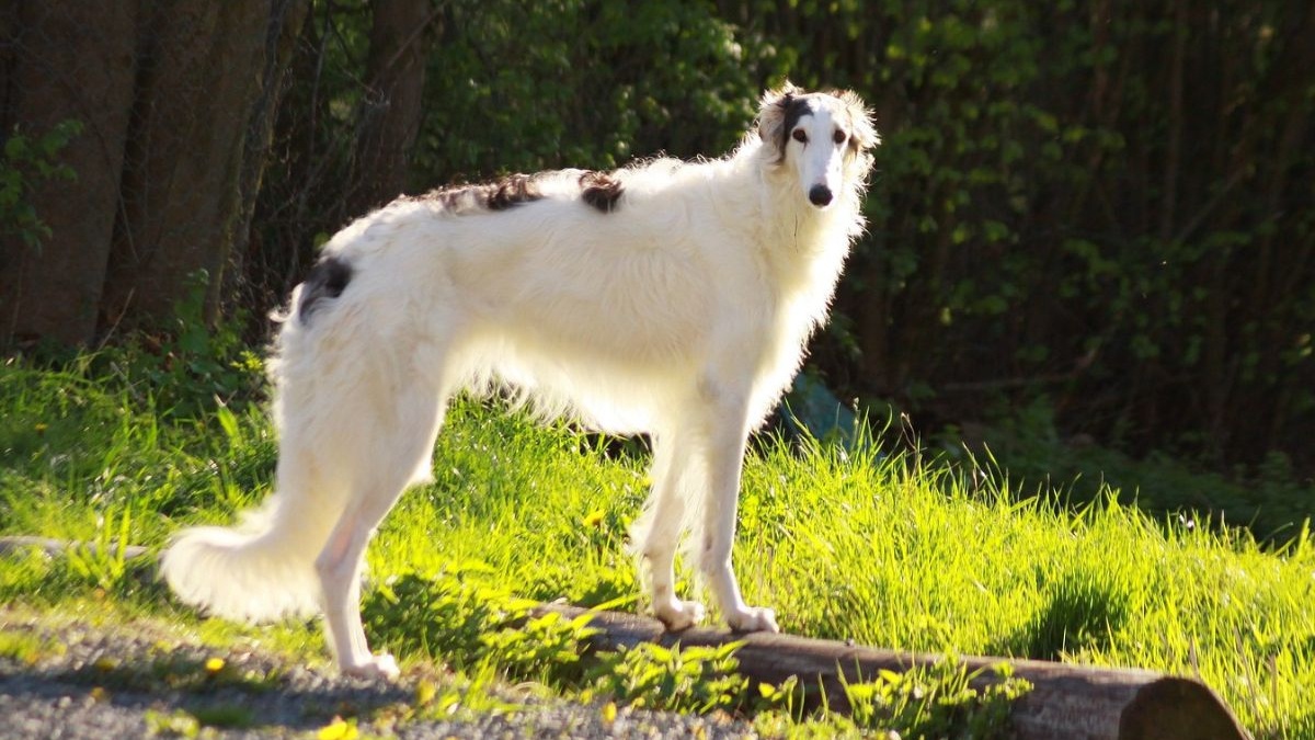20 dog breeds that may require more patience during training