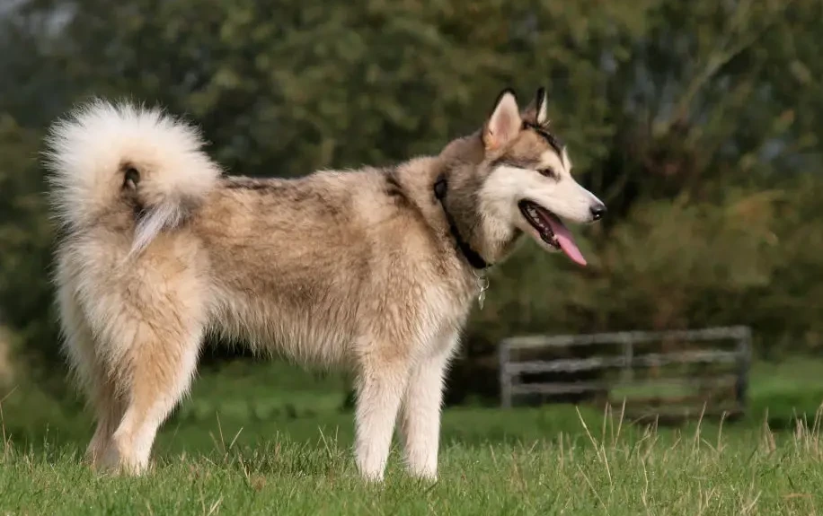 Living with an Alaskan Malamute