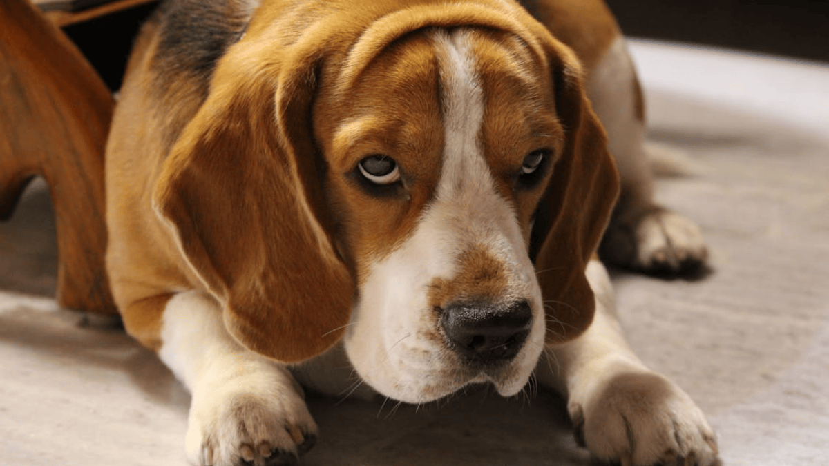 10 beautiful dog names that always thrill veterinarians