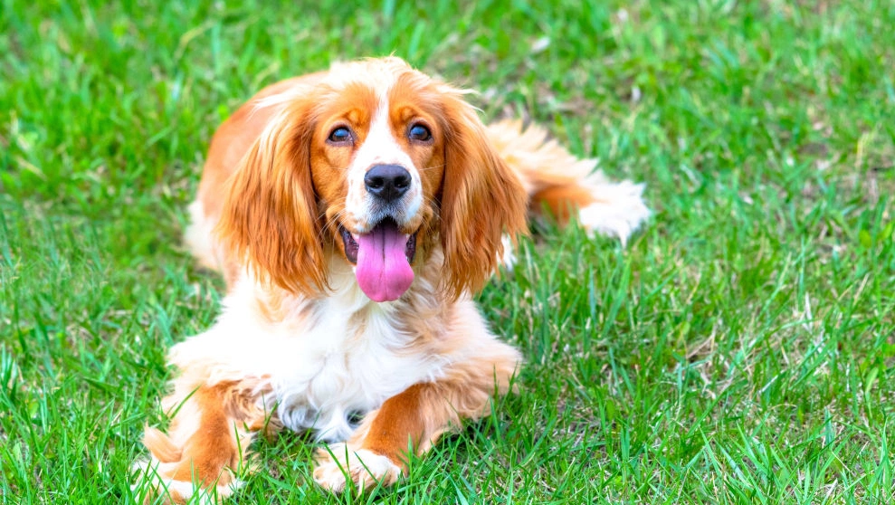 6 signs your dog is happy