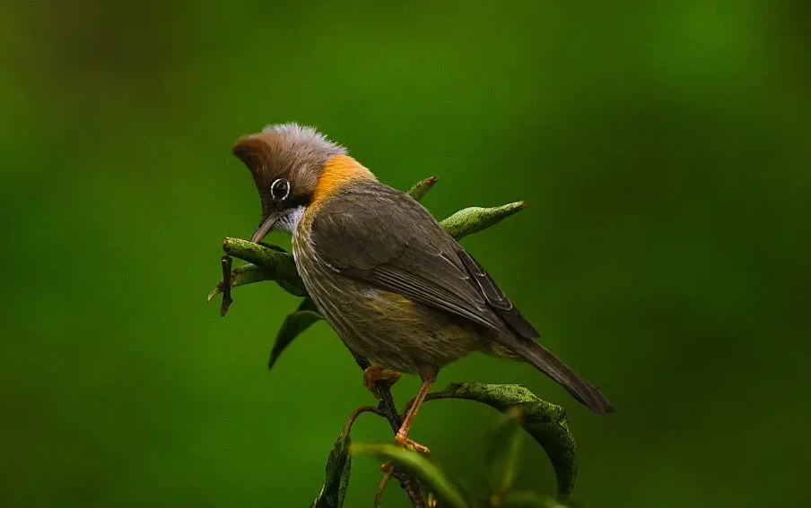 Haldwani forests deploy AI to monitor rare bird habitats