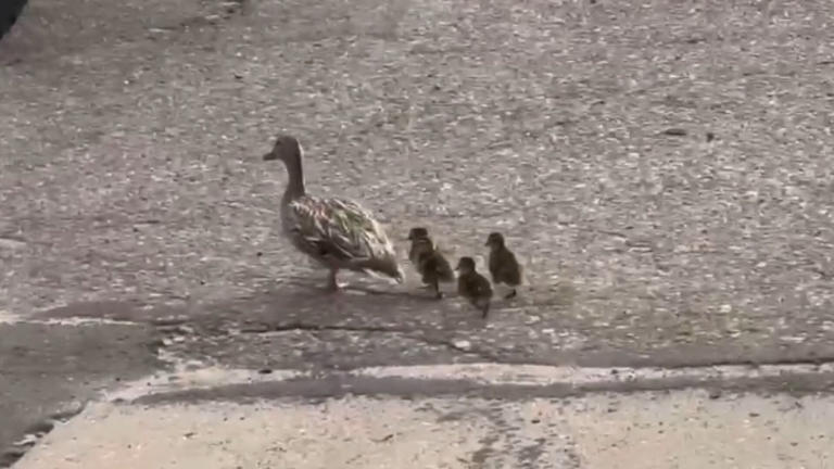 Firefighters work to rescue mother duck, ducklings outside of City Hall