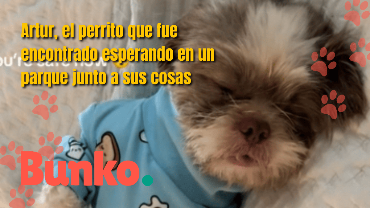 Artur, el perrito que fue encontrado esperando en un parque