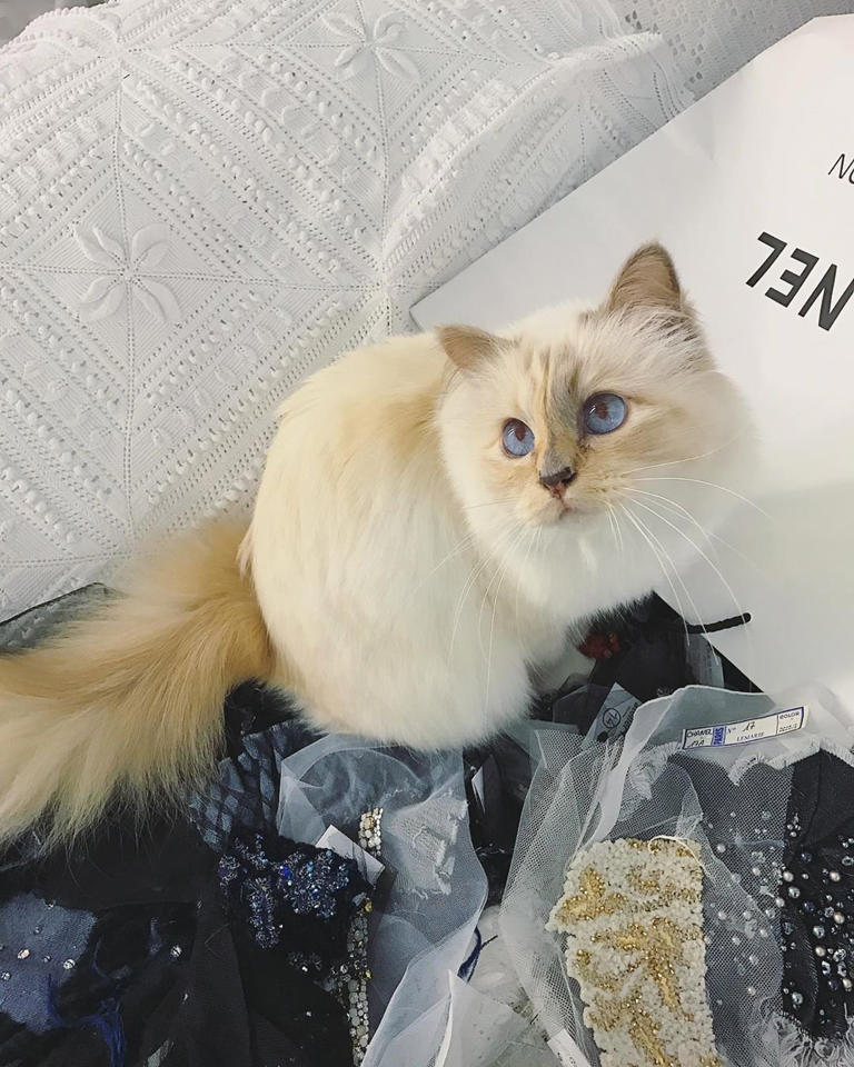 Karl Lagerfeld’s cat living broke after receiving ‘absolutely nothing ...