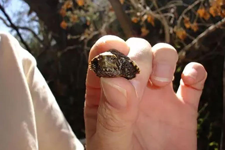 250 endangered turtles may lose their last US habitat as Arizona ...