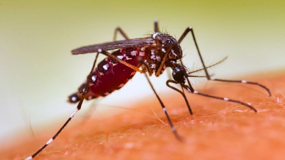 Mosquito season rises with summer rains; 61 species noted in SC