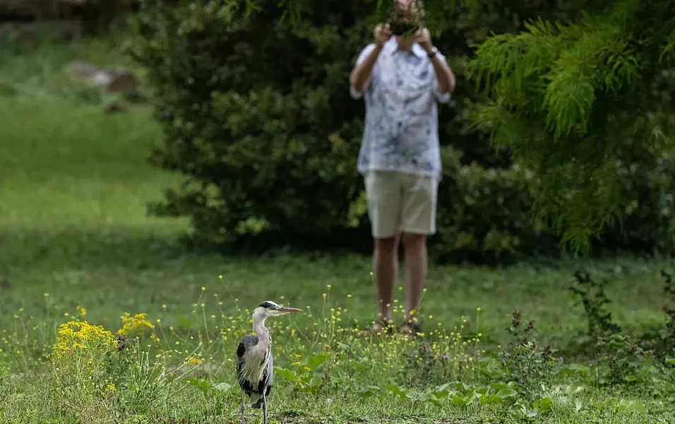 New research shows human presence reshapes wildlife behavior in parks