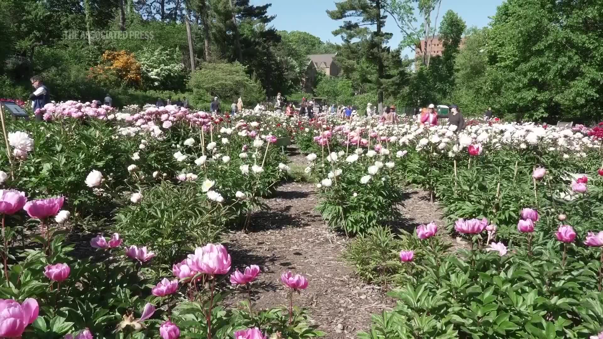 Thousands visit University of Michigan arboretum for yearly peony peek