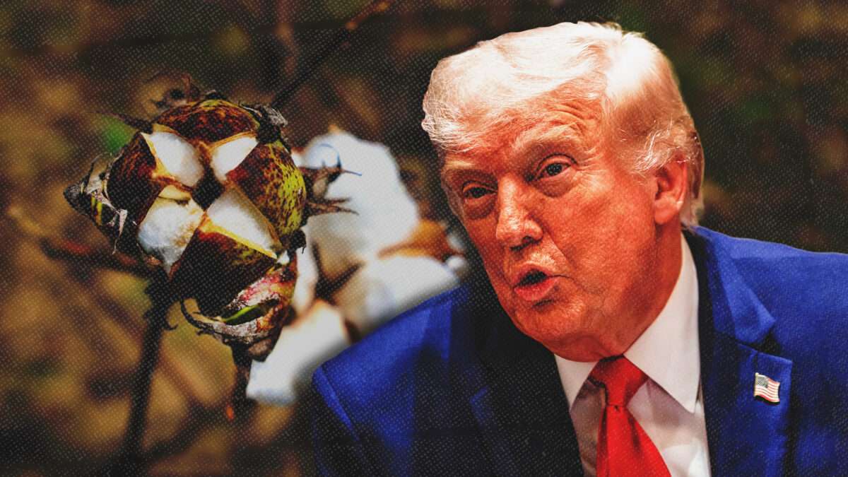 Trump's cotton bailout is another sign his tariffs aren't working