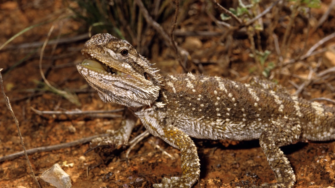 Bearded dragon care made simple for new owners