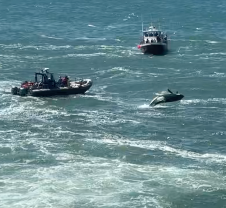 See pod of orcas frolic near Depoe Bay