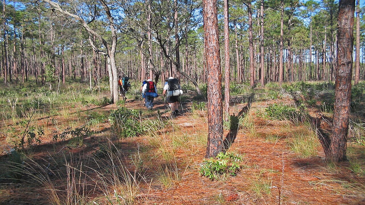 Florida’s oldest national forest has four natural springs and the world ...