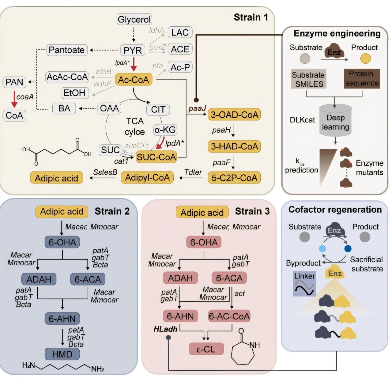 Microbes turn biodiesel byproduct into three nylon building blocks ...