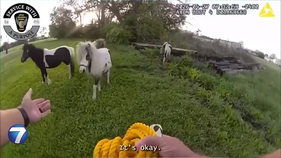 Troopers secure runaway ponies