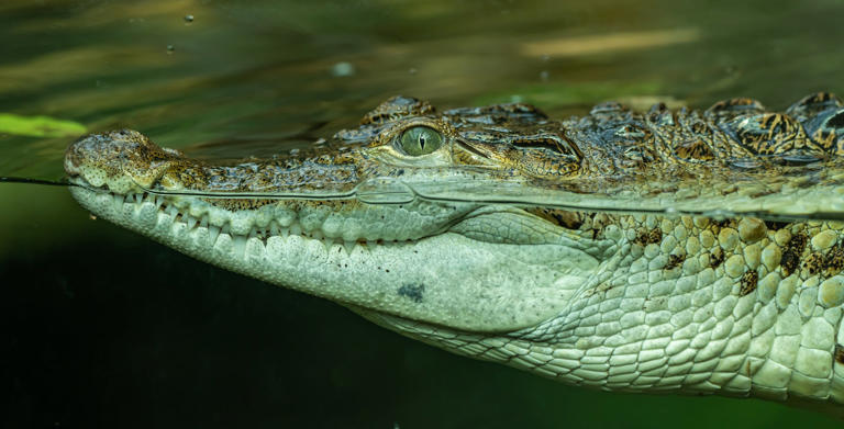 Robert Irwin 'death-rolled' by 14-foot crocodile named Jimmy Fallon
