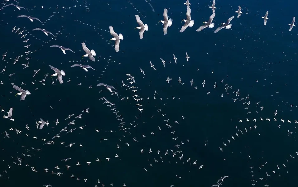 How bird migration is changing with our planet