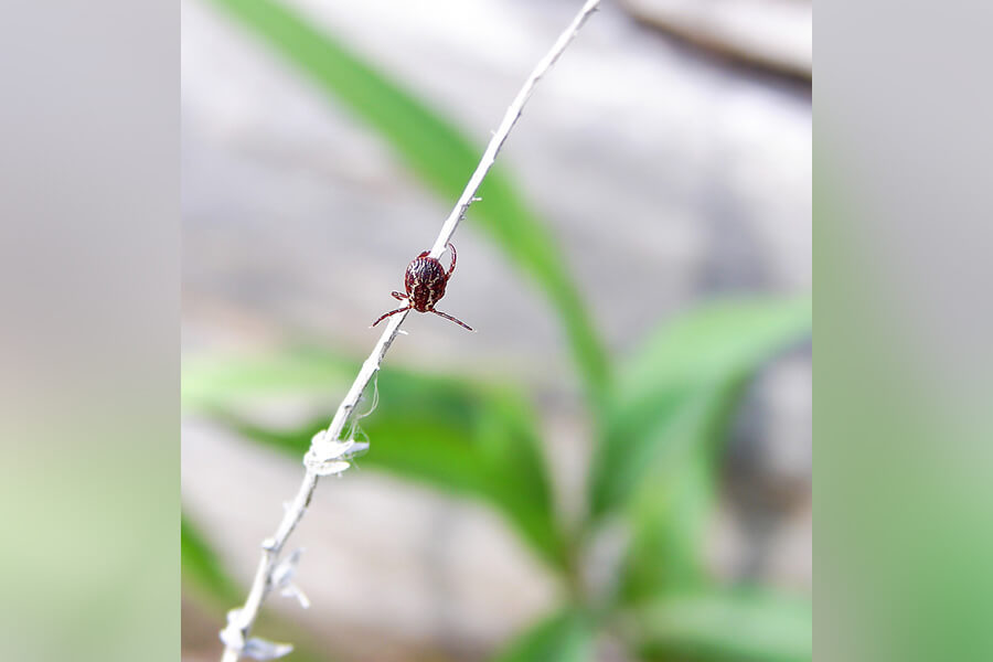 Mild winter means more ticks. Here’s how to avoid them