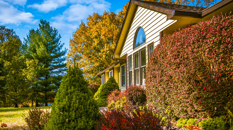 Don't fall for its beauty: the yellow flowering tree you don't want in ...