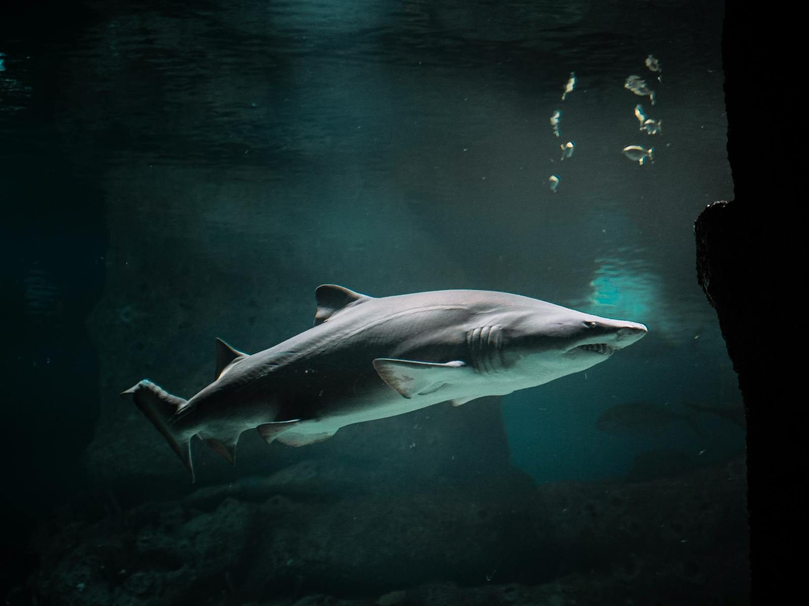 Shark facts that will change how you see them forever