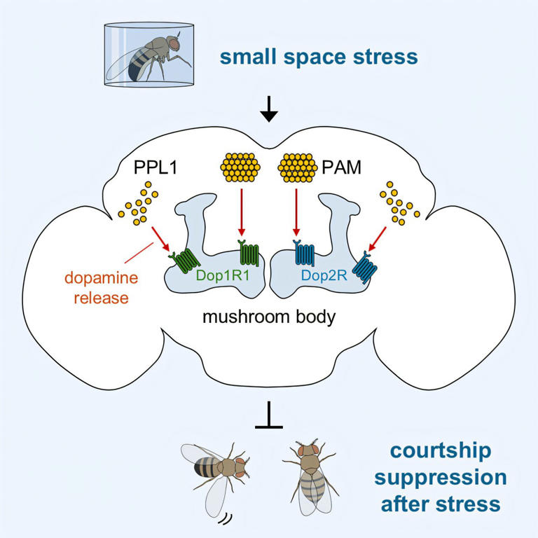 Why stress can outlast the event: Dopamine tied to lingering sexual ...