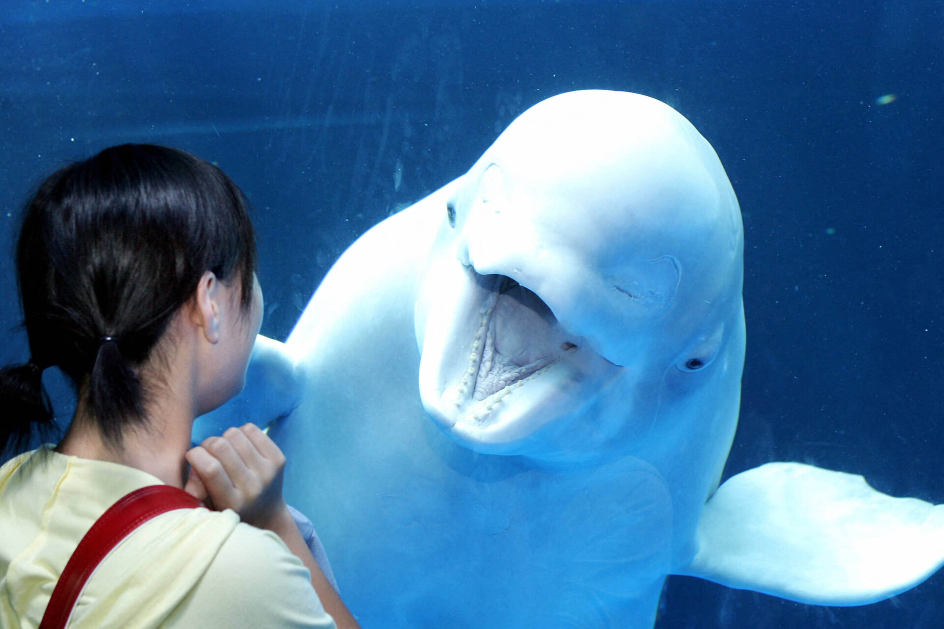 Belugas recognize themselves in the mirror
