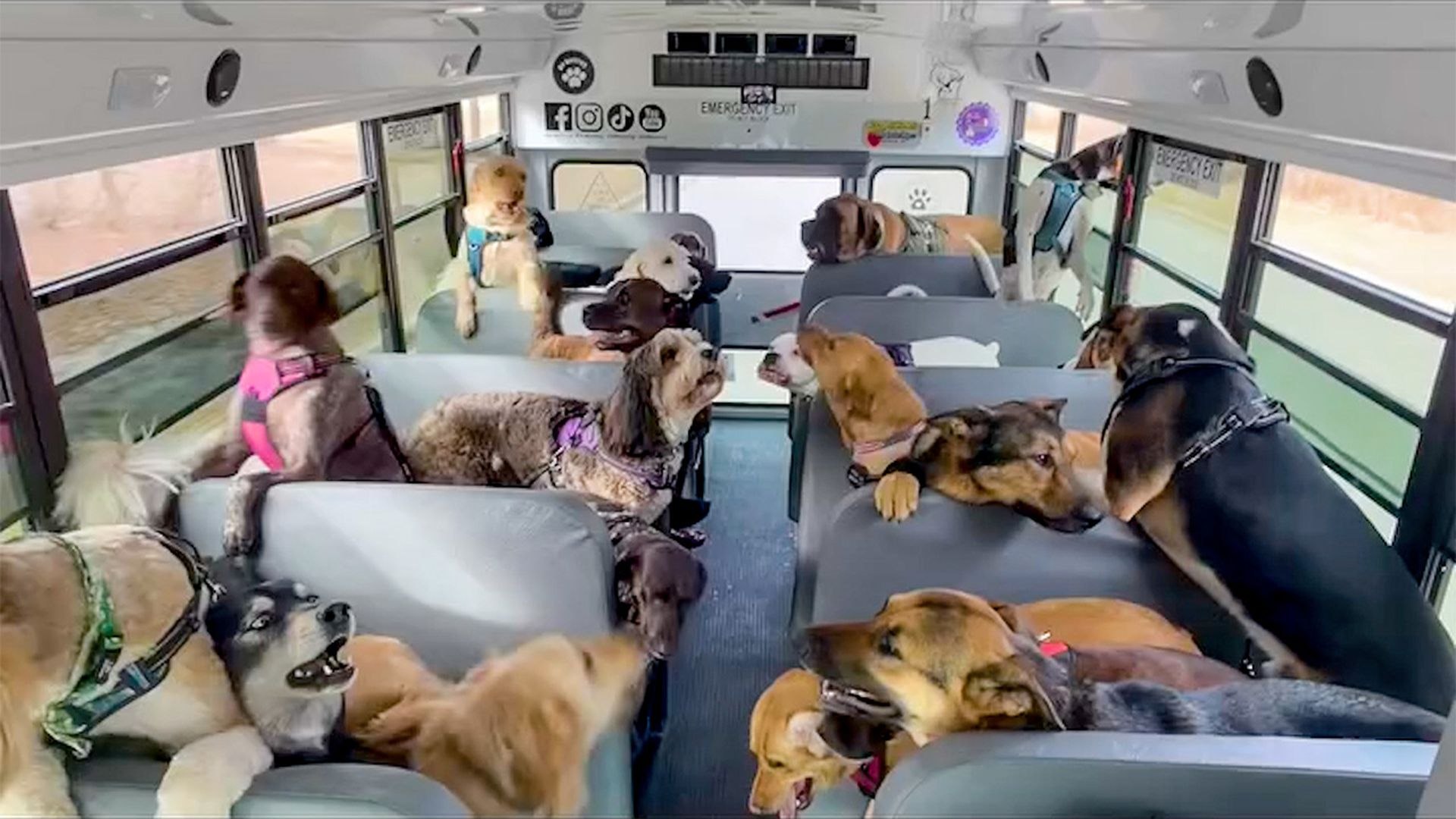 Dog walker bought a school bus to take dogs to recess