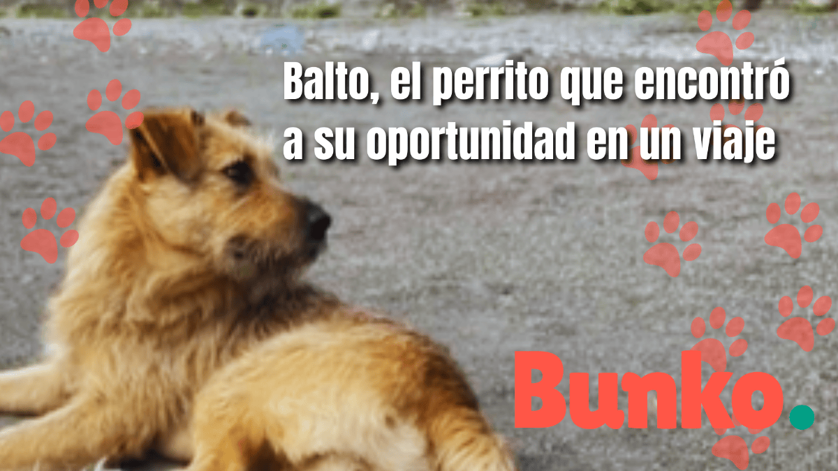 Balto, el perrito que encontró a su oportunidad en un viaje