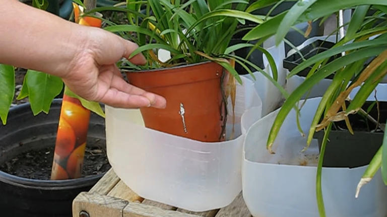 Stop wasting your empty milk jugs — turn them into a drip tray for plants