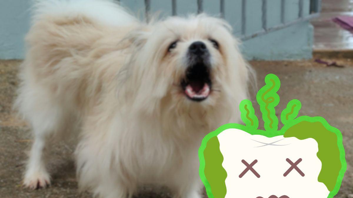 ¿Cómo eliminar el mal aliento de tu perro?