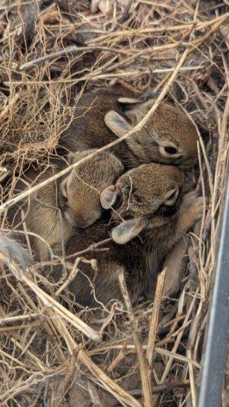 Gardener heads out to plant strawberries and discovers the beds already ...