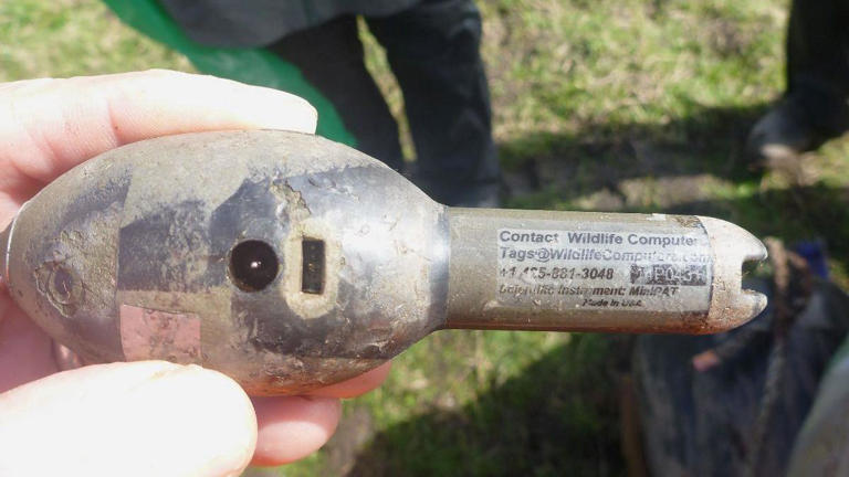 Mystery find on Galloway beach aids Spanish shark study