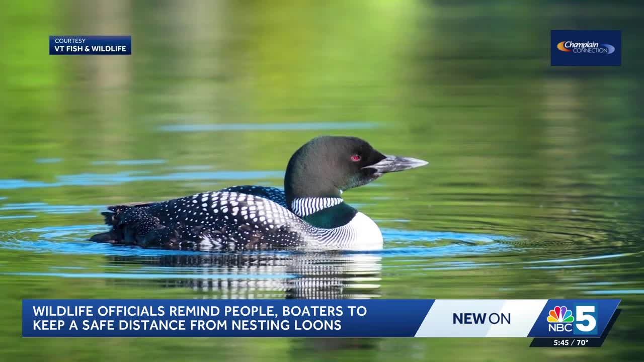 Vermont officials urge boaters and anglers to protect loons during ...
