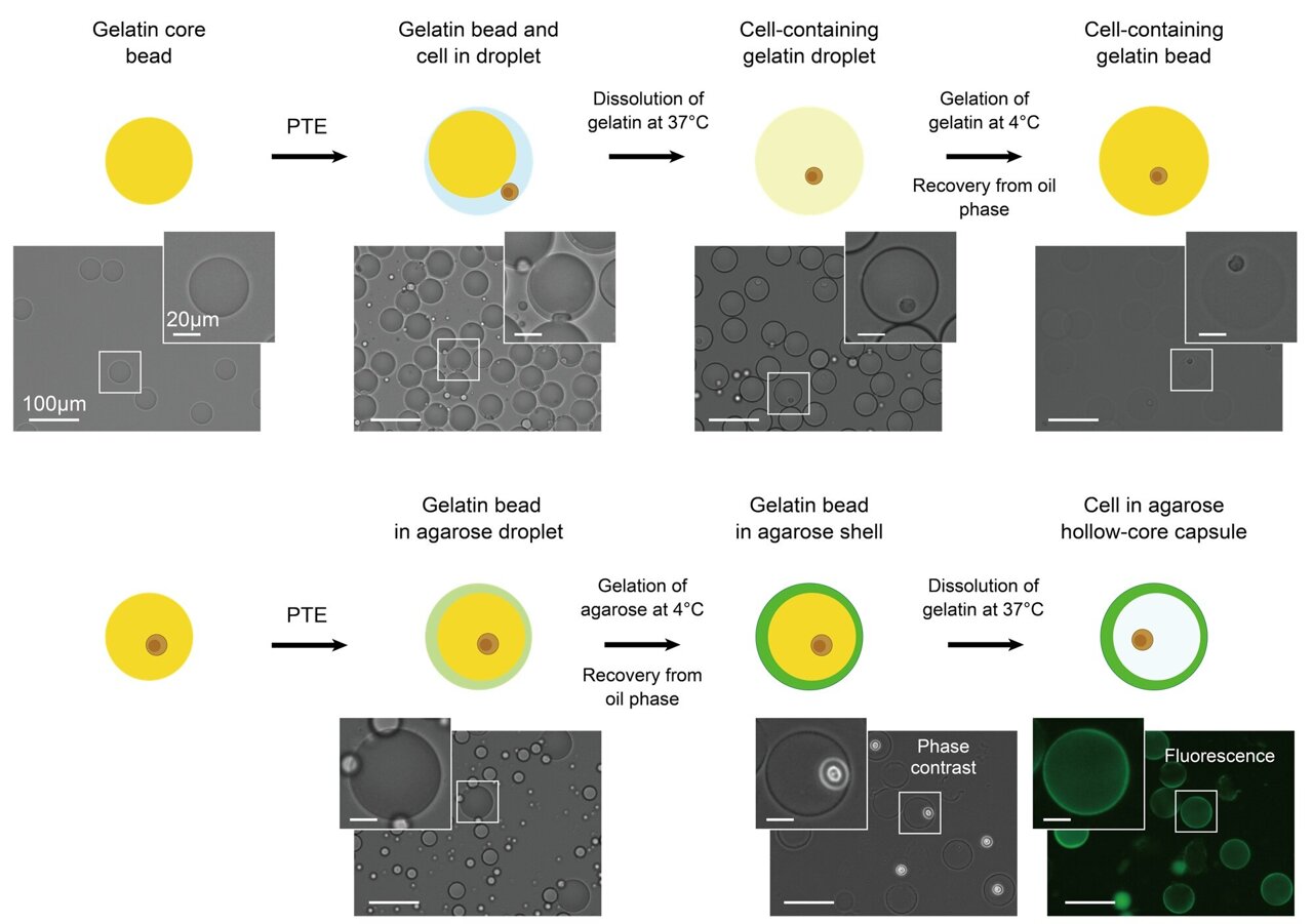 Low-cost workflow creates 100,000 uniform cell capsules with standard ...