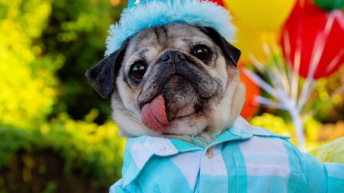 These are the 10 most famous celebrity pets that went viral