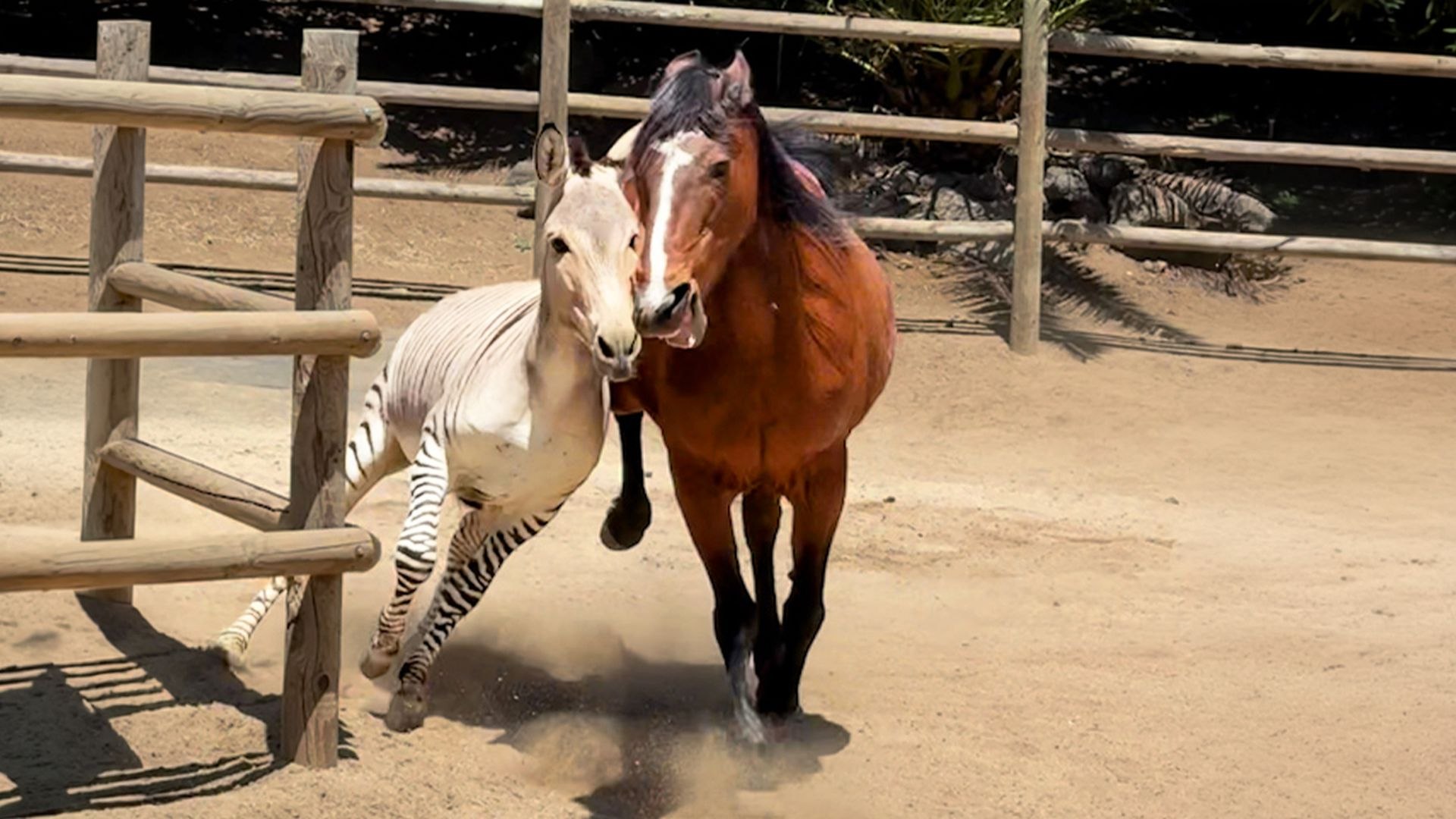 Zonkey finds his perfect match
