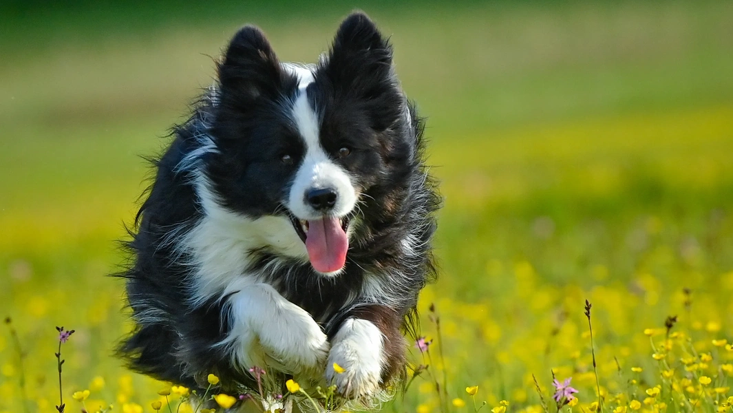 12 high-energy dog breeds as puppies