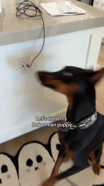 Designing an over the top raw dinner for my Doberman puppy