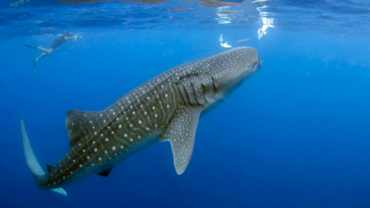 Indonesia’s Saleh Bay and Cenderawasih Bay are the only two places on ...