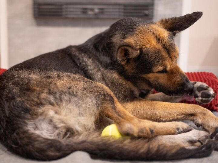 Why do dogs lick their paws? 6 common reasons