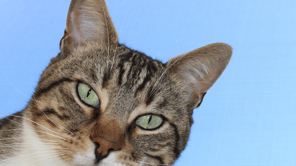 What time should you feed your cat? This is the best time to feed your pet