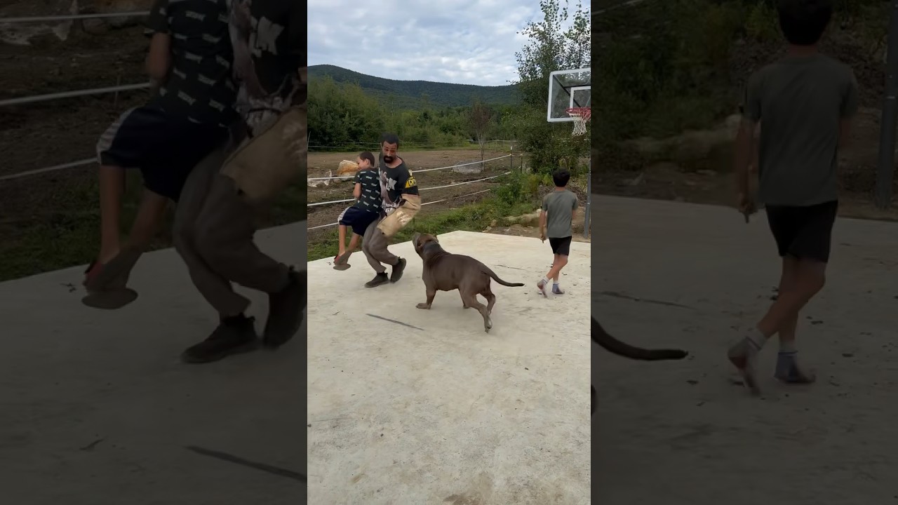 A pitbull watches over kids at the basketball court