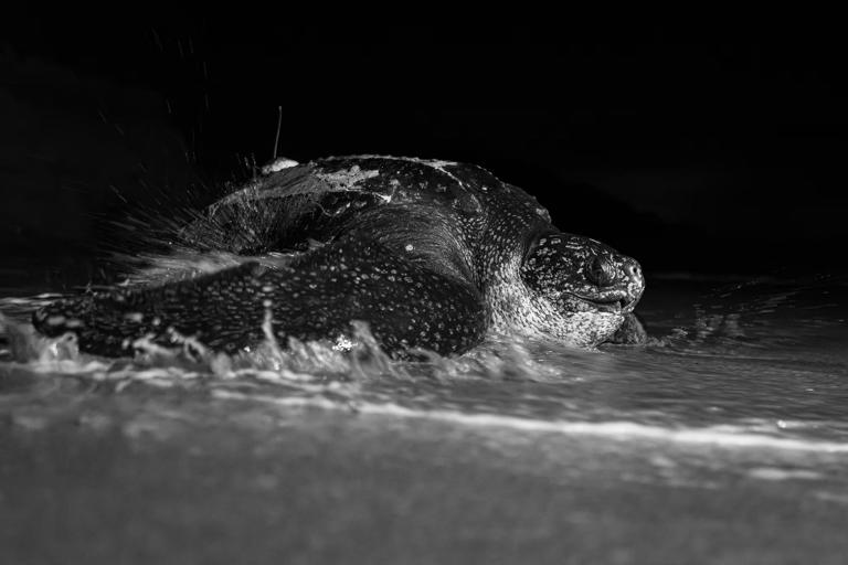 Scientists fit tracking device onto 2,000-pound sea turtle to protect ...