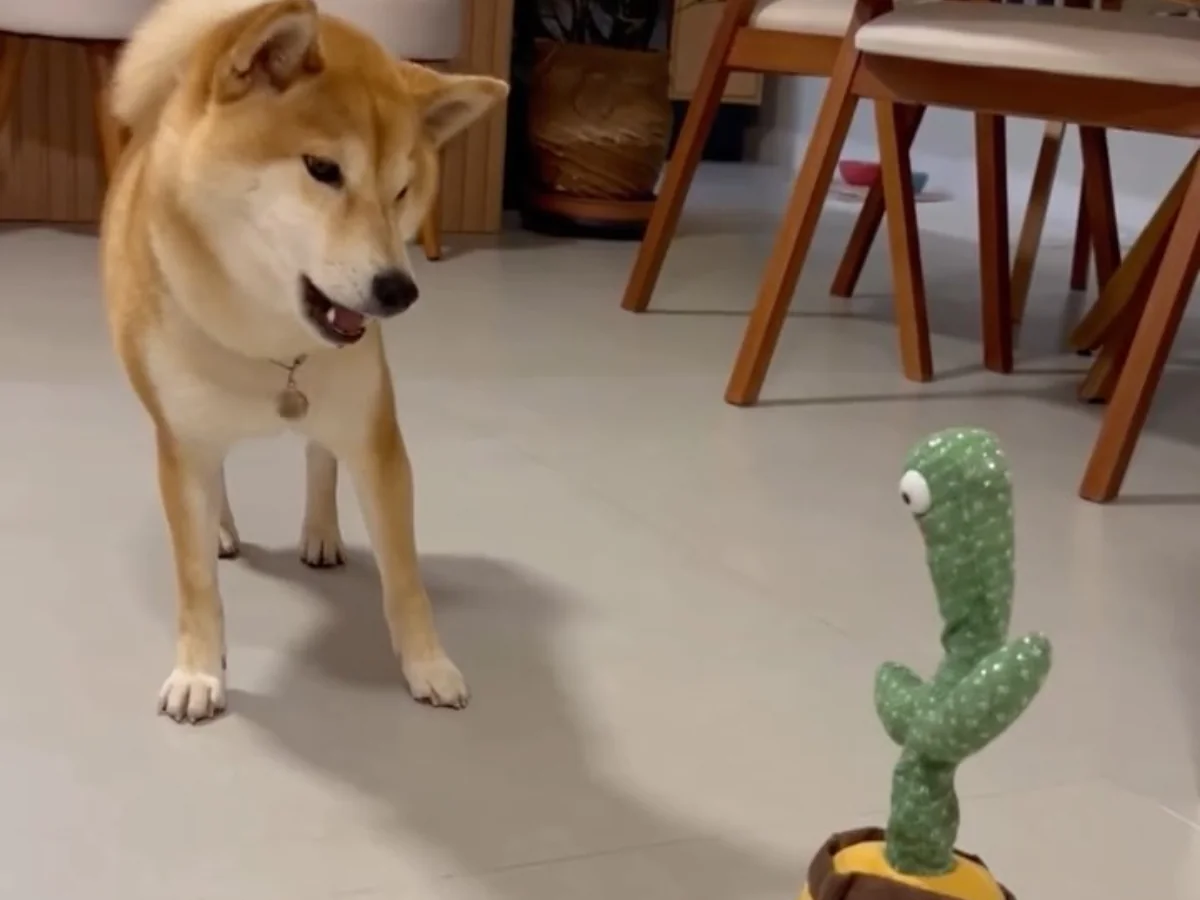Cachorrinha reage de forma inusitada após cacto falante imitar seus latidos